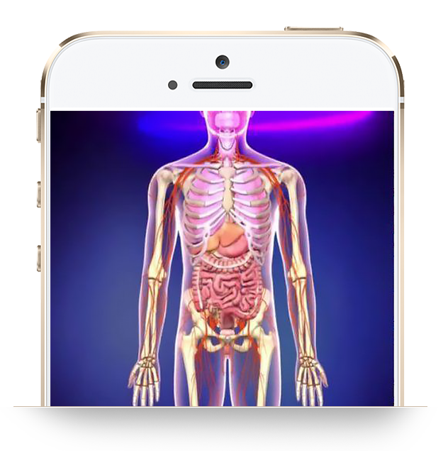 3D Body Viewer | Full Body Animations | Human Anatomy Visualizer